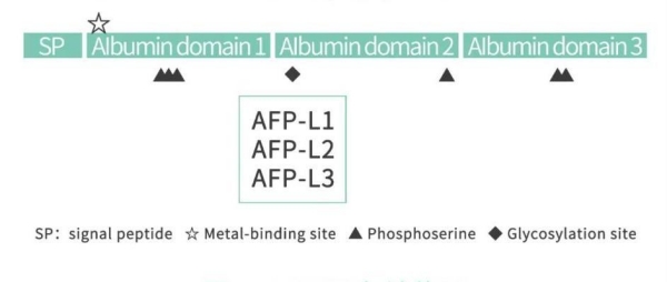博岳生物-全球生物医药核心原料&整体解决方案服务商